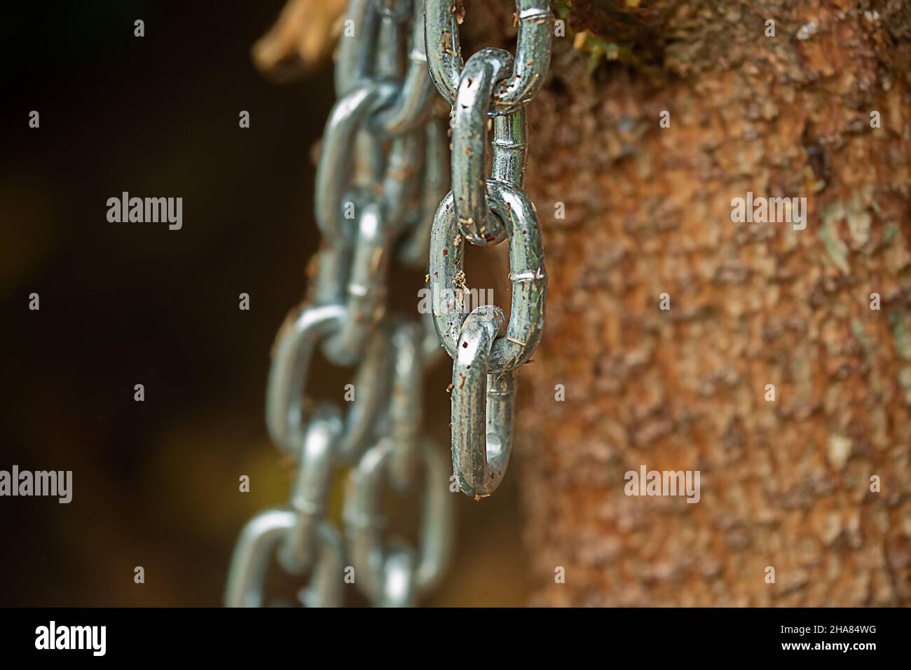 A chain for attaching a boat at the pier, hung on a tree trunk Stock ...