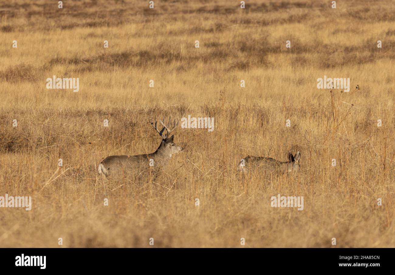 Mule Deer Buck and Doe Rutting in Colorado Stock Photo - Alamy