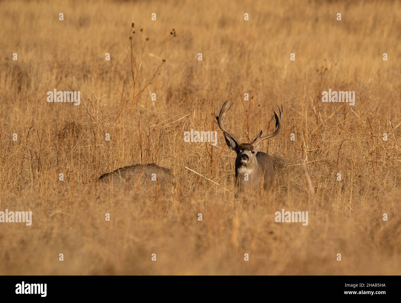 Mule Deer Buck and Doe Rutting in Colorado Stock Photo - Alamy