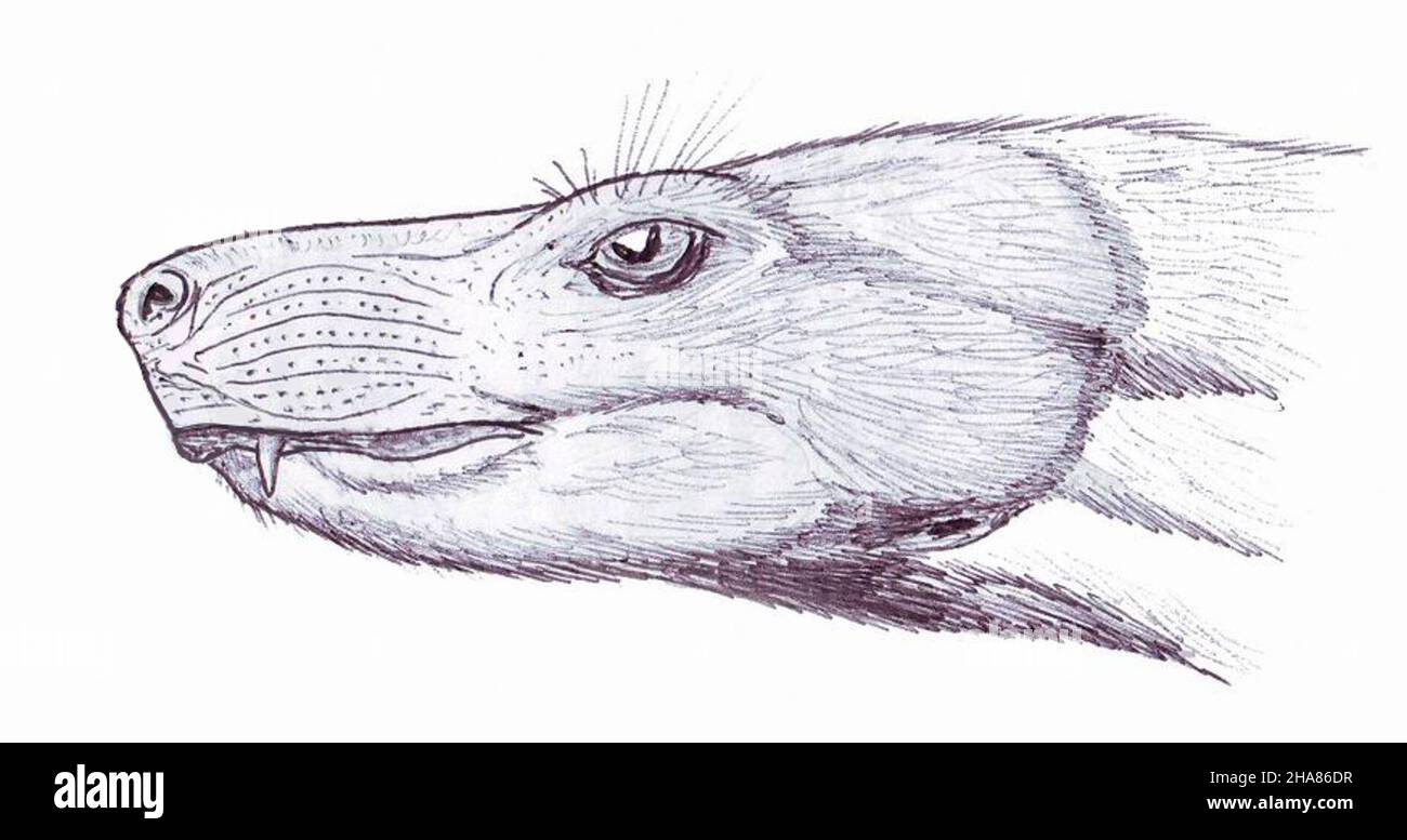 Bauria hi-res stock photography and images - Alamy