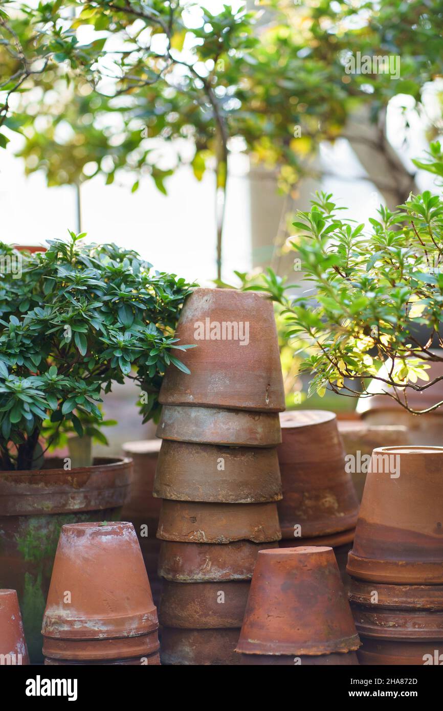 Stacks of old ceramic pots for cultivation of houseplants, azalea plant ...