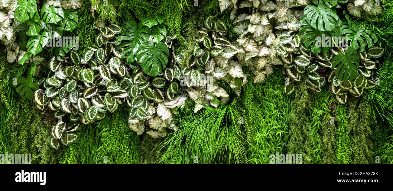 Vertical garden detail, panoramic green plants wall in office or home ...