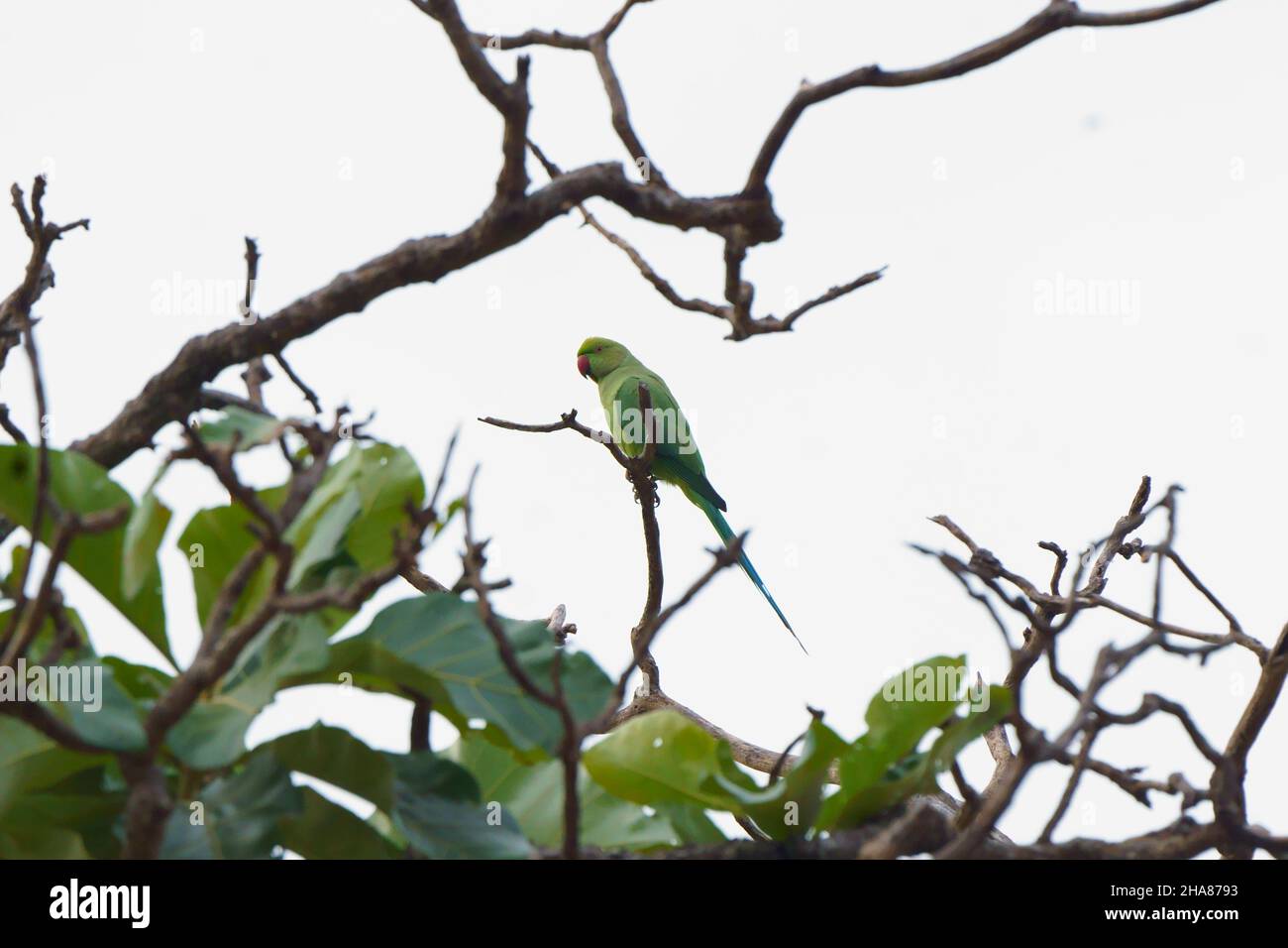 A parrot perched on a tree in a forest Stock Photo - Alamy