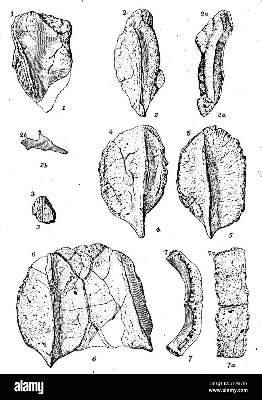 Hierosaurus holotype Black and White Stock Photos & Images - Alamy