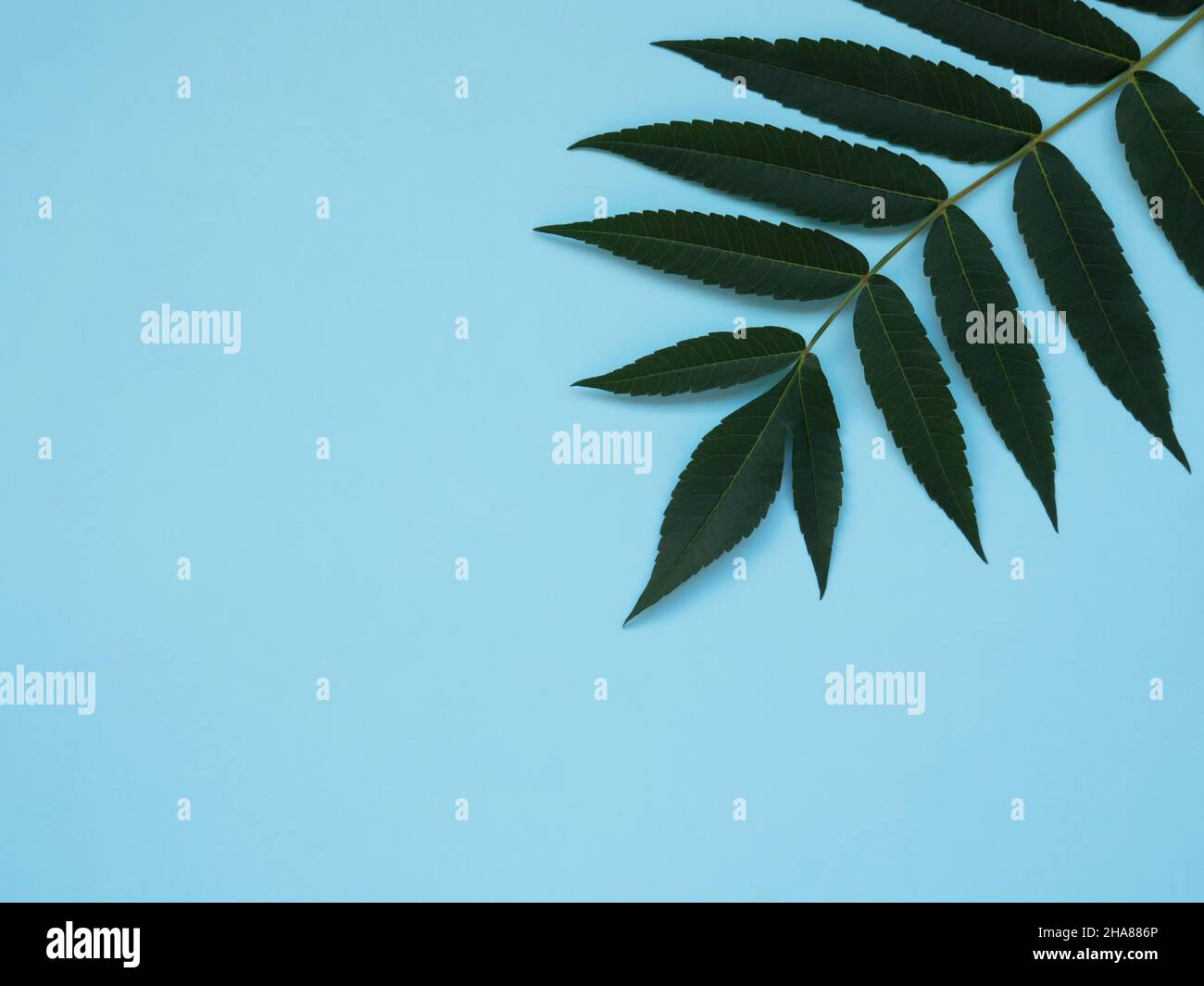 Creative wallpaper with leaf pattern. Blue background with green leaves ...