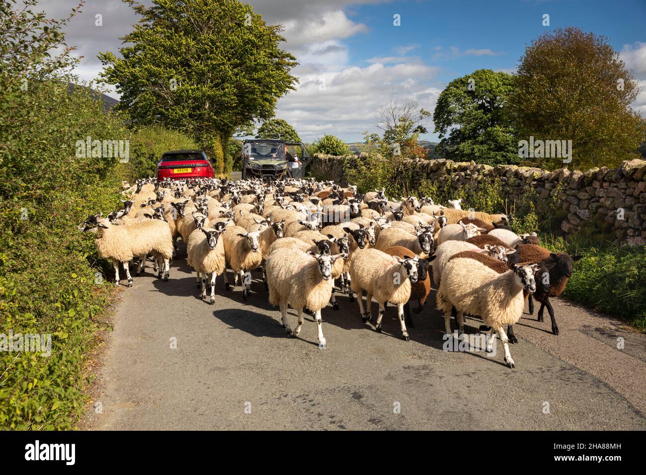 Hardy breeds of sheep hi-res stock photography and images - Alamy
