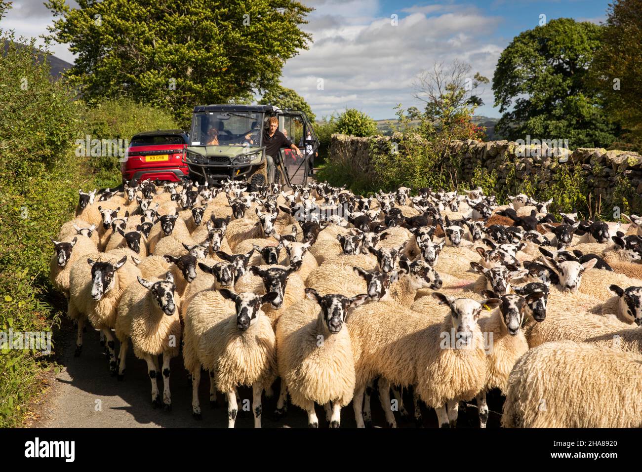 Rough fell sheep hi-res stock photography and images - Alamy