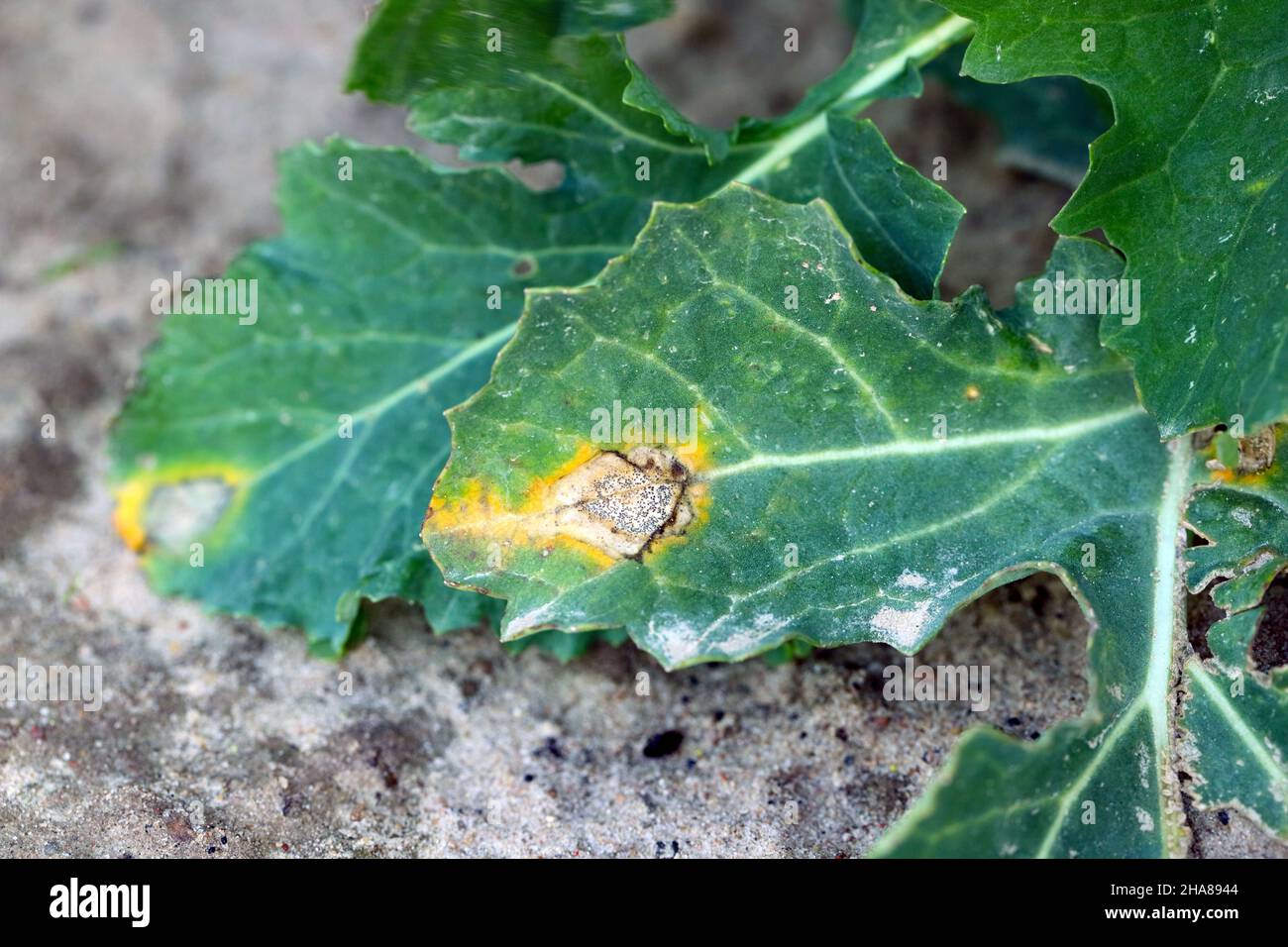 Leaf disease symptoms caused by Leptosphaeria maculans (anamorph Phoma ...