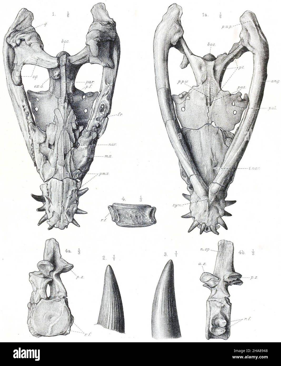 Simolestes hi-res stock photography and images - Alamy
