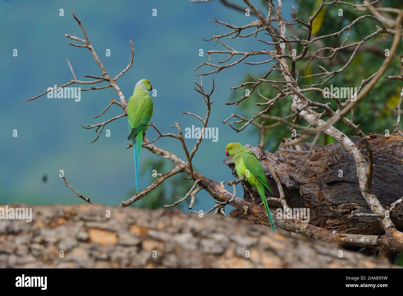 Parrot sanctuary hi-res stock photography and images - Alamy
