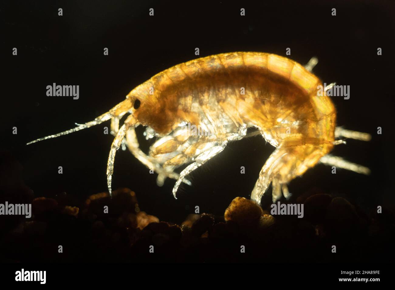 Gammarus water shrimp Stock Photo - Alamy