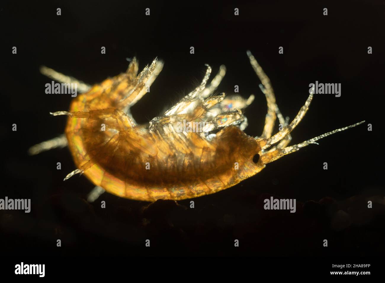 Gammarus Shrimp High Resolution Stock Photography and Images - Alamy