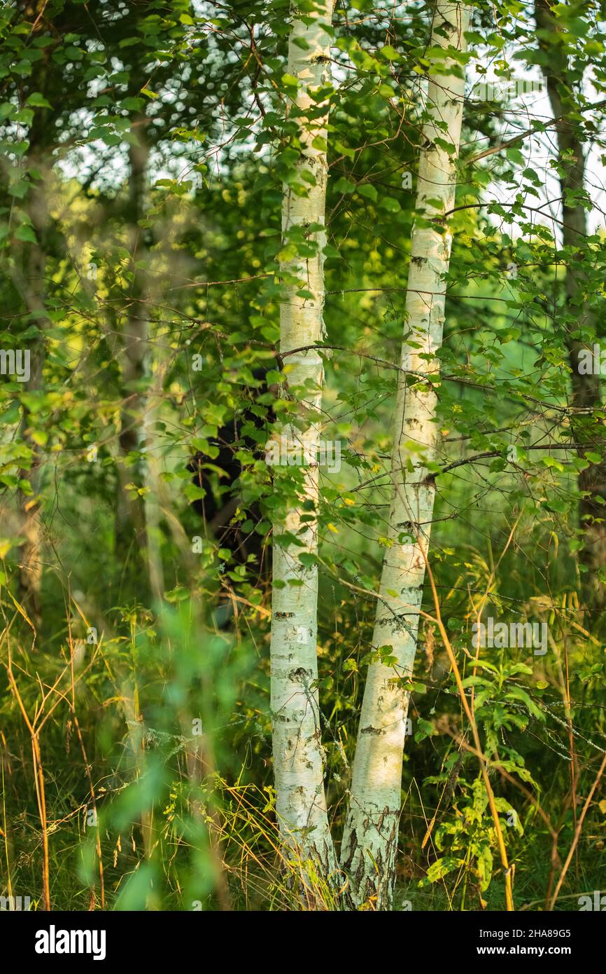 Two birch trees in the forest, summer nature of the middle lane Stock ...