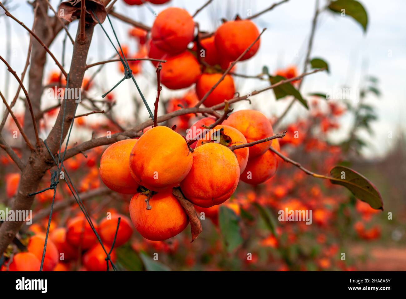 Kakis (Diospyros kaki, kaki persimmon) in a tree ready to be harvested ...