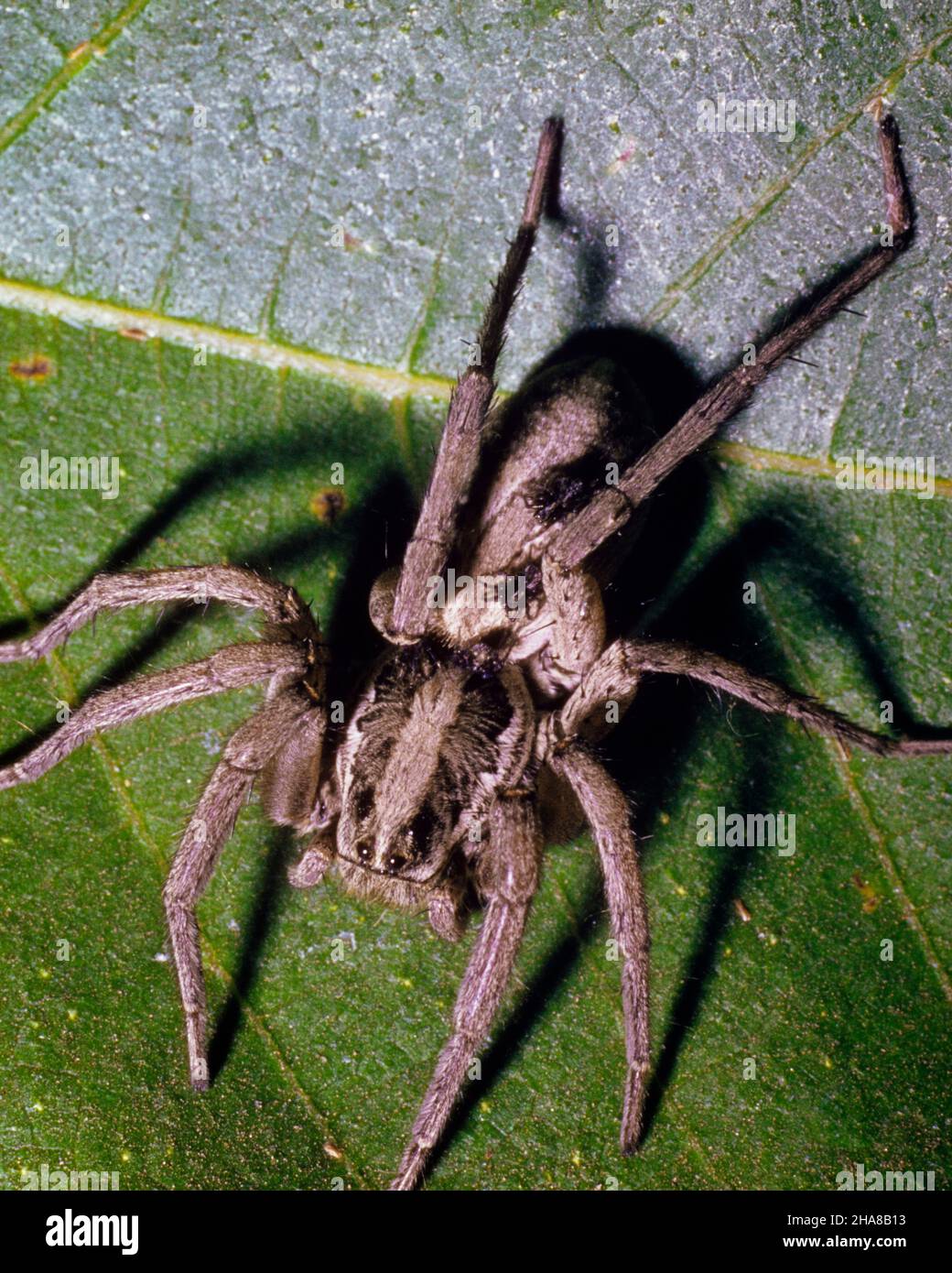1980s FEMALE WOLF SPIDER Lycosidae CARRYING HER YOUNG ON HER BACK ...