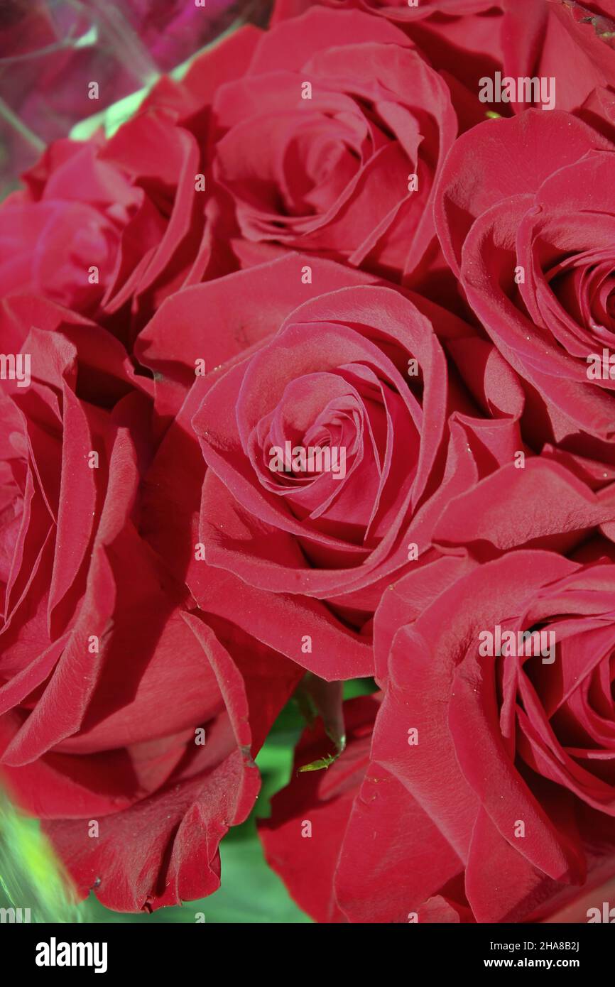 Beautiful bright red rose basking in the sun Stock Photo - Alamy