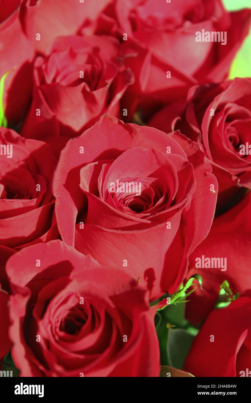 Beautiful bright red rose basking in the sun Stock Photo - Alamy