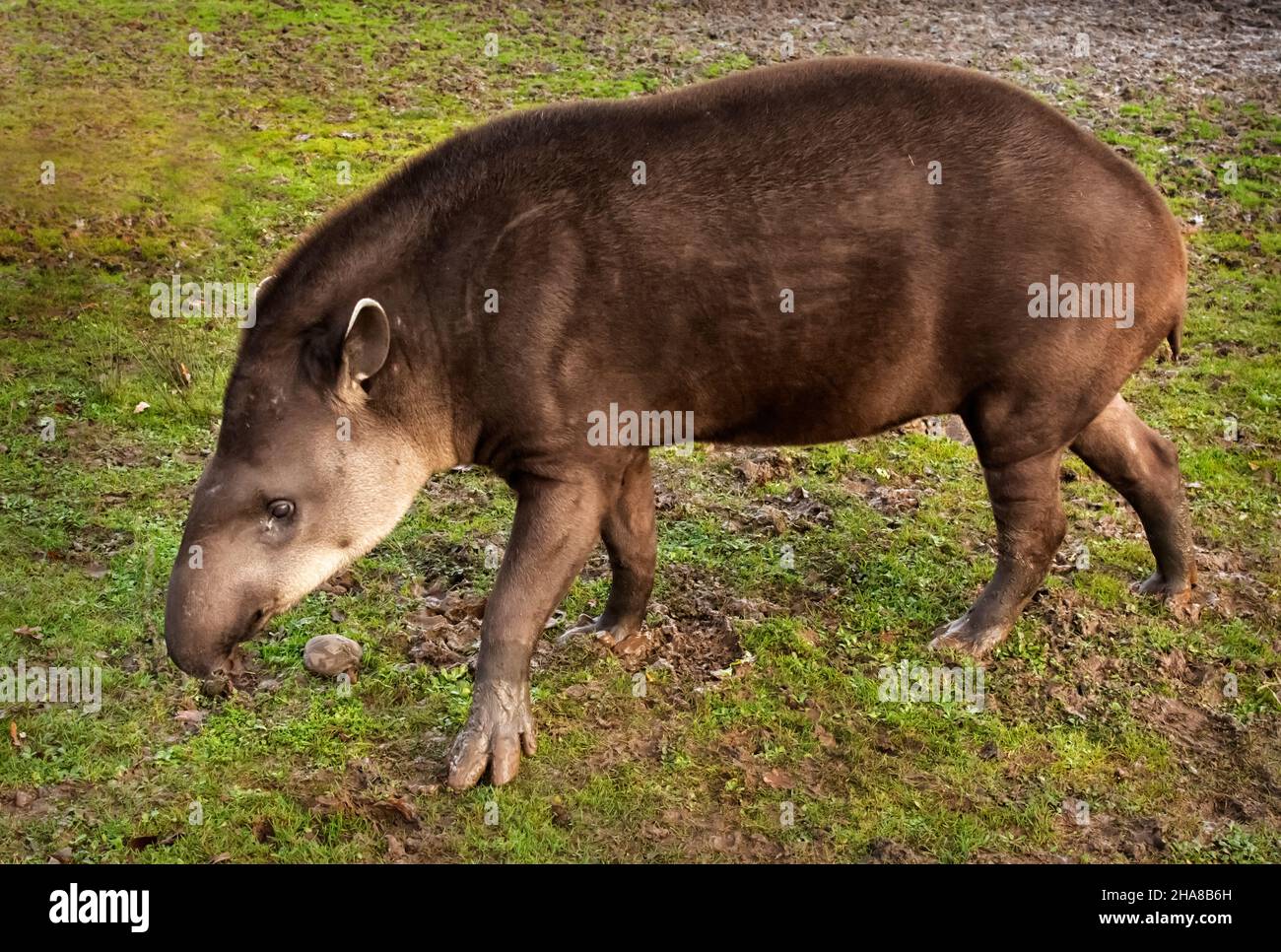 Tapir, Tapirus terrestris Stock Photo - Alamy