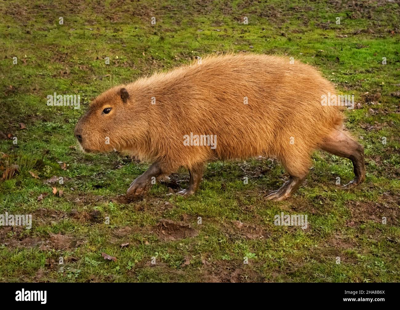 Capybara, Hydrochoerus hydrochaeris Stock Photo - Alamy