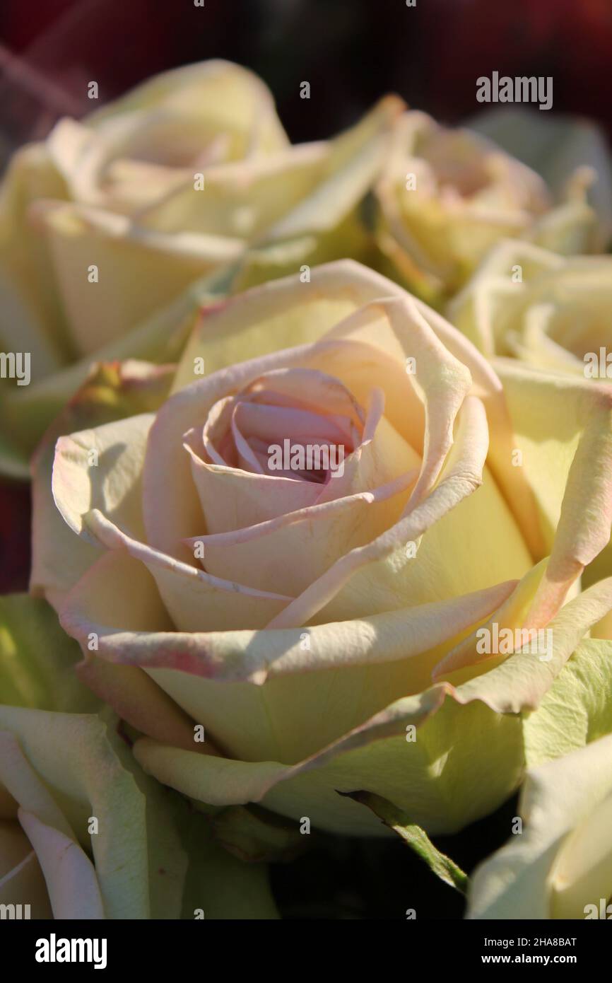 A blush pink rose basking in the bright sun Stock Photo - Alamy