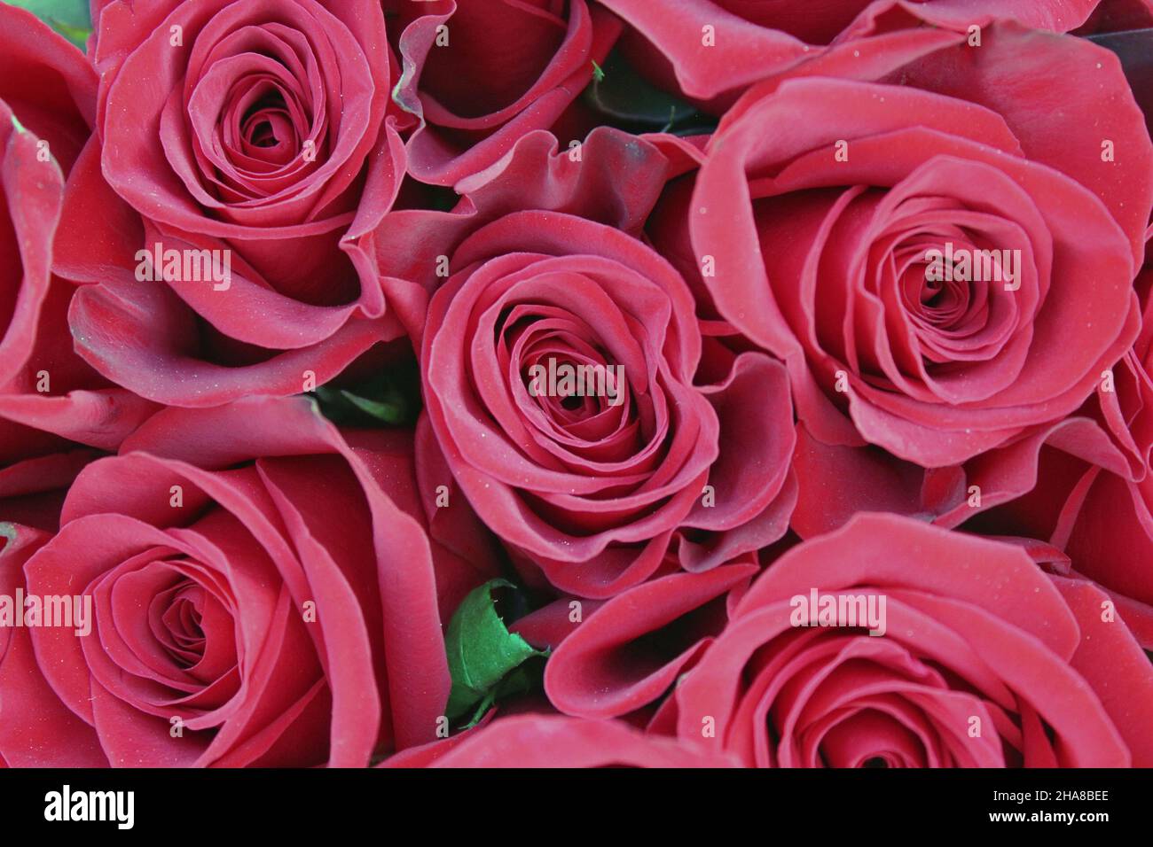 Beautiful bright red rose basking in the sun Stock Photo - Alamy