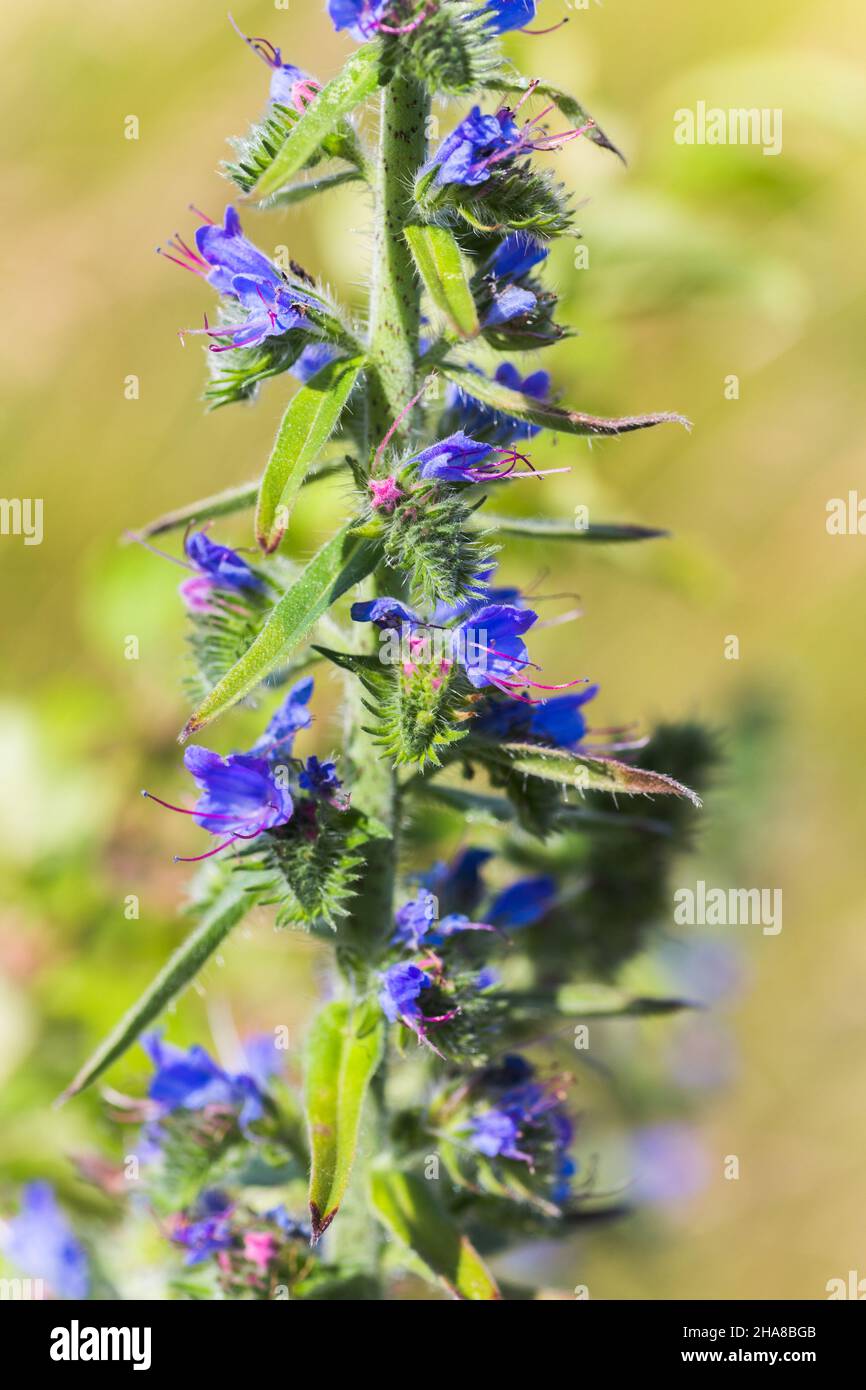 Honey bee collects nectar from Echium vulgare, viper's bugloss ...
