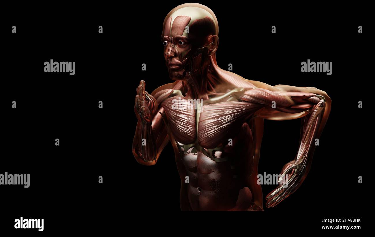 muscular system of running man, muscle and bone Anatomy while run ...