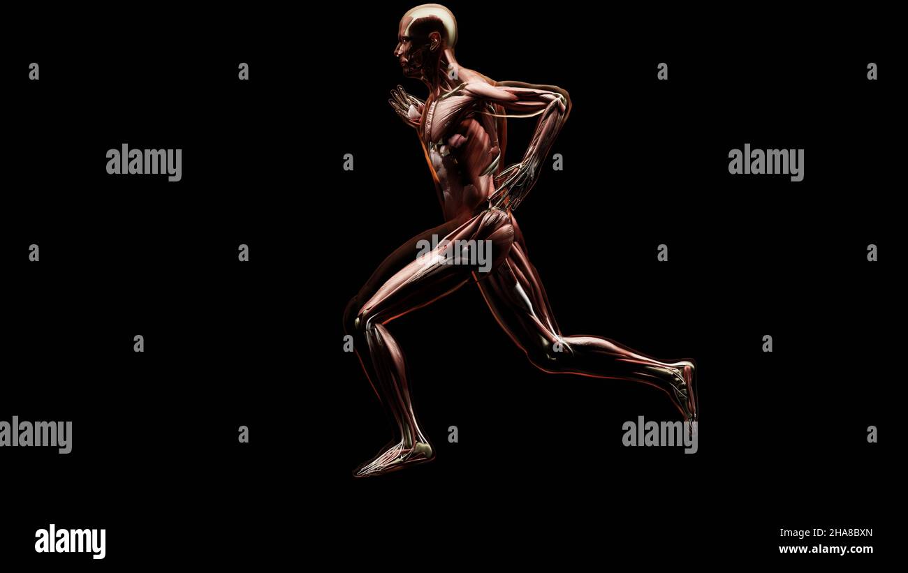 muscular system of running man, muscle and bone Anatomy while run ...