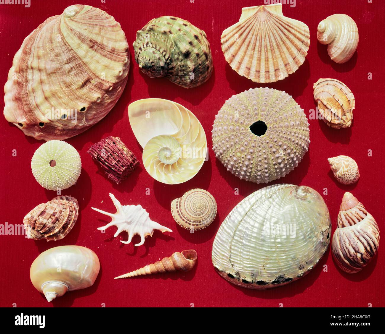 1960s 1970s ARRANGEMENT OF MANY VARIOUS SEASHELLS CHAMBERED NAUTILUS ...