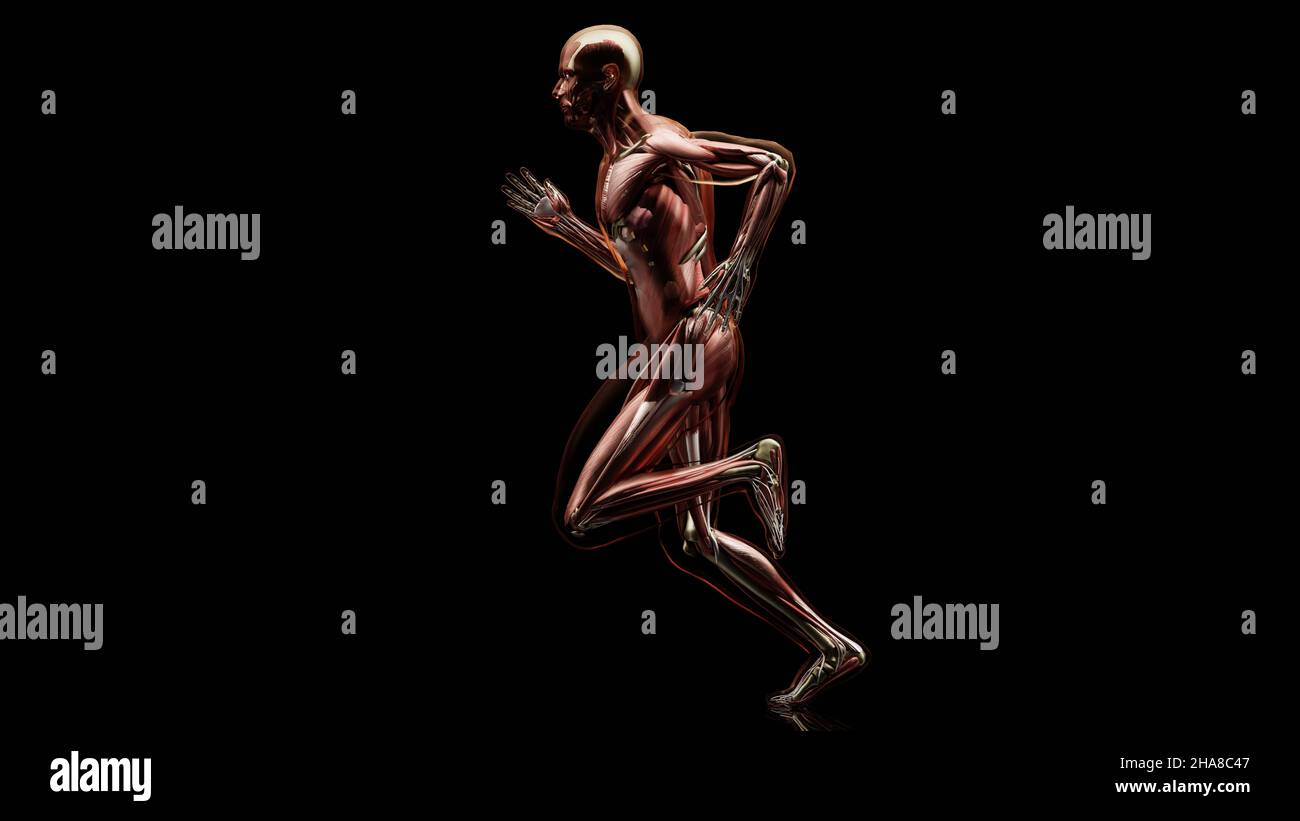 muscular system of running man, muscle and bone Anatomy while run ...
