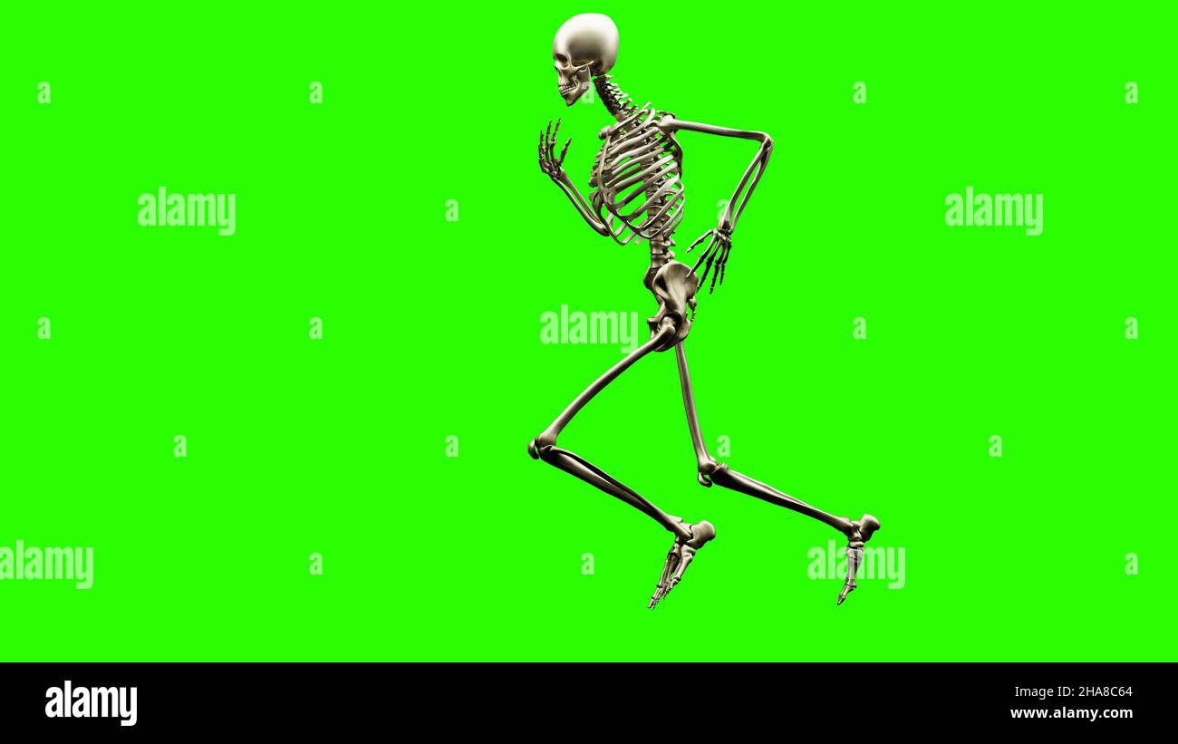 skeleton system of running man, bone Anatomy while run, human physical ...