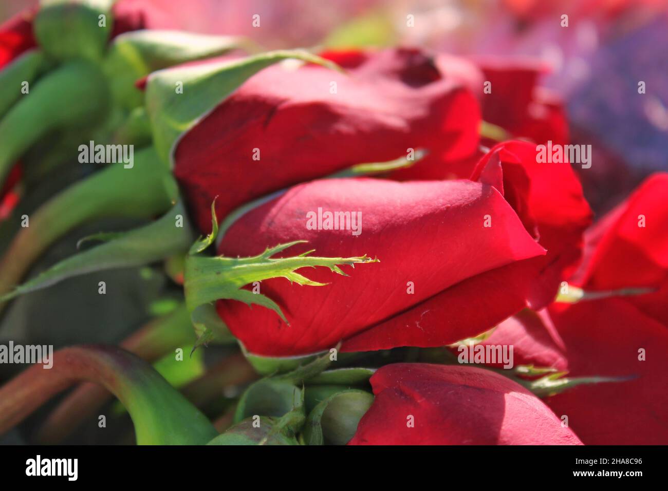 Beautiful bright red rose basking in the sun Stock Photo - Alamy