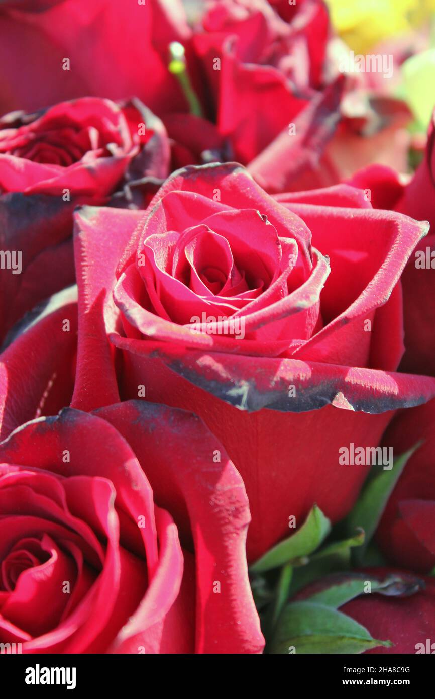 Beautiful bright red rose basking in the sun Stock Photo - Alamy