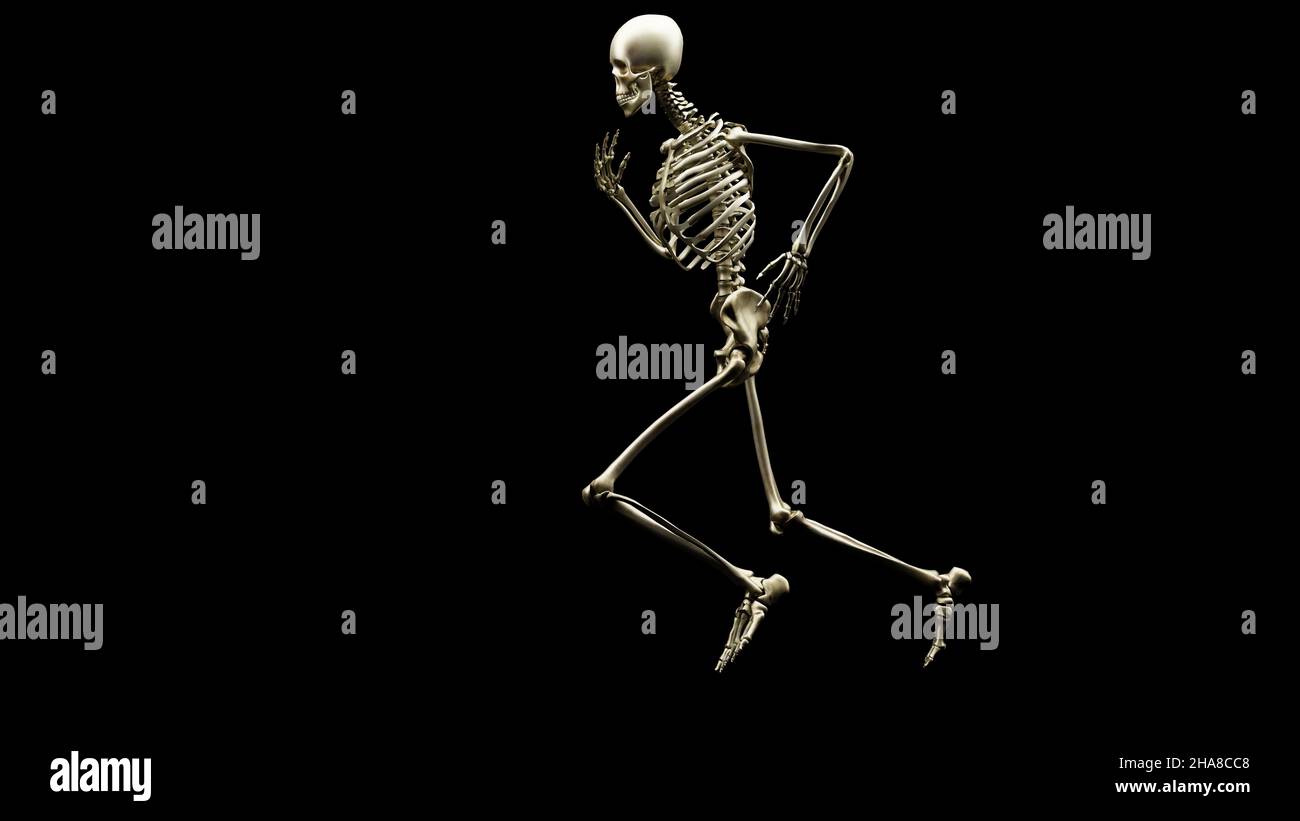 skeleton system of running man, bone Anatomy while run, human physical ...