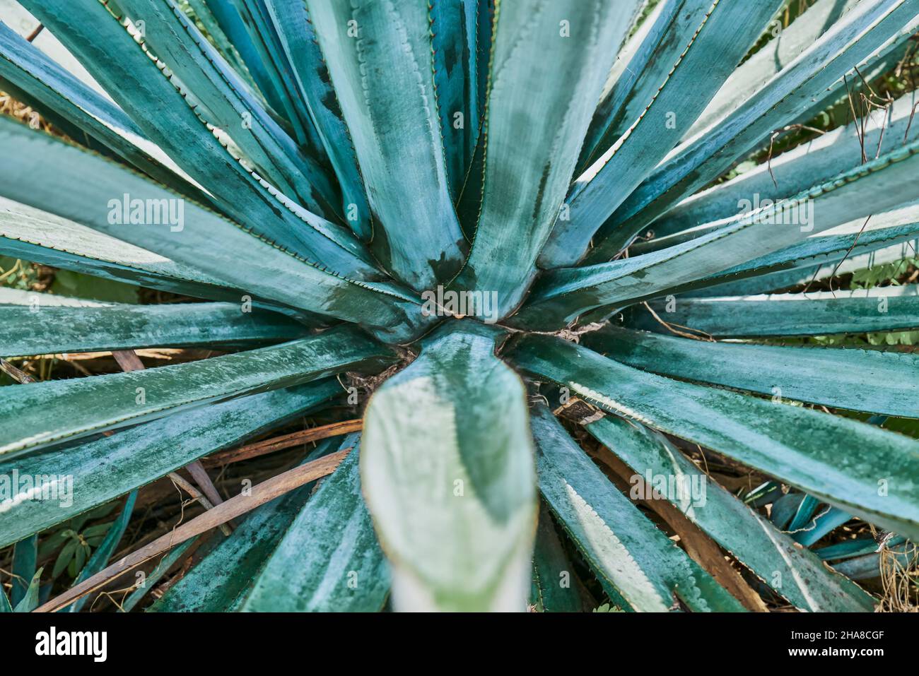 Blue agave plantation in the field to make tequila Stock Photo - Alamy