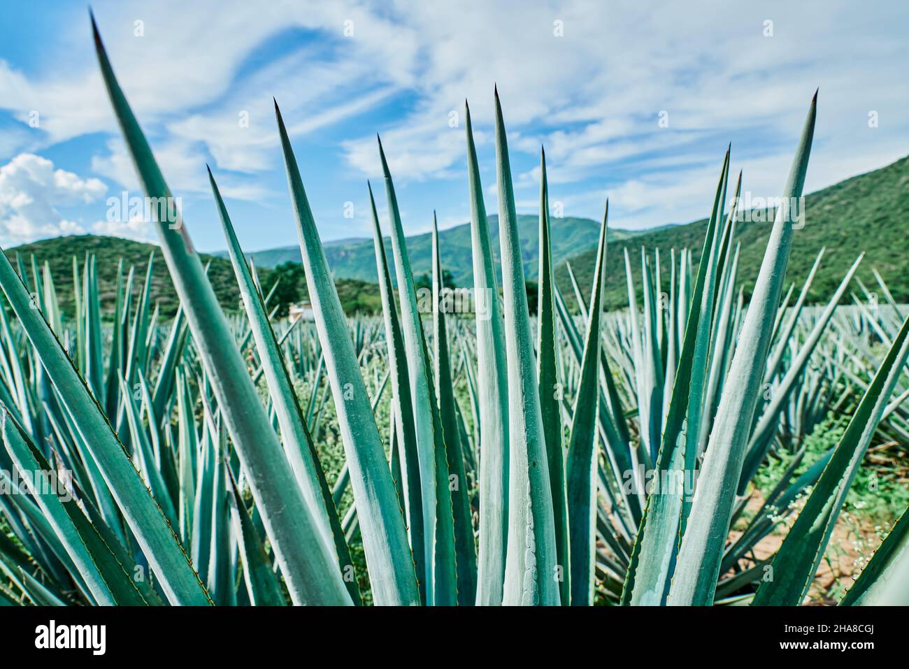 Blue agave plantation in the field to make tequila Stock Photo - Alamy