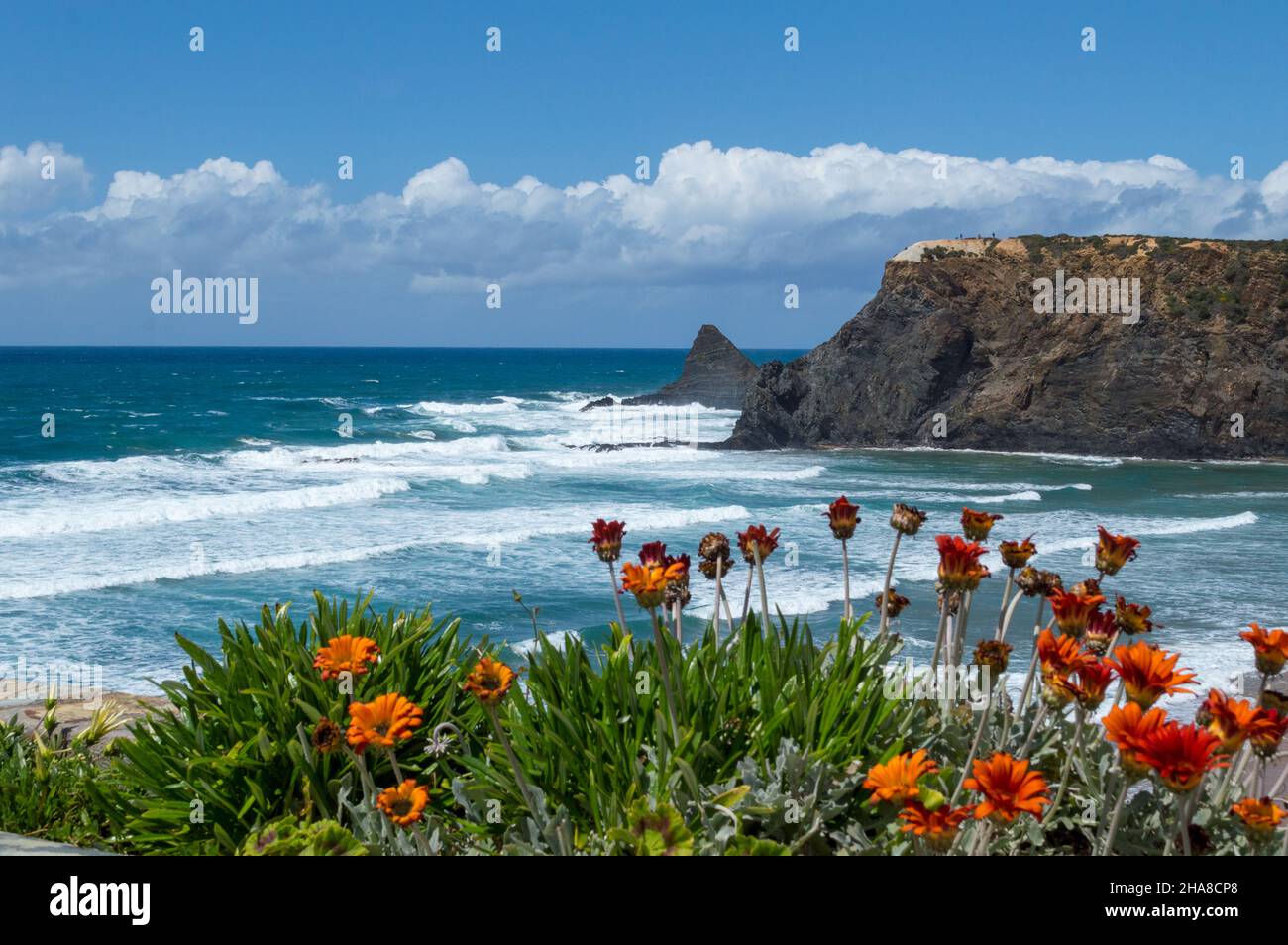 Spring flowers on Atlantic coast, Alentejo and Algarve, Portugal Stock ...