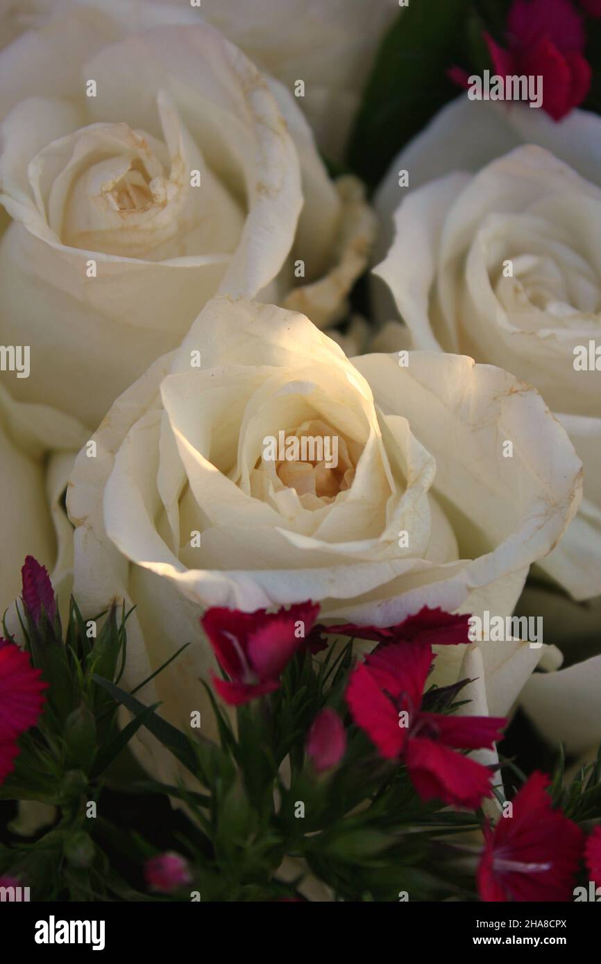 White roses basking in the bright sun Stock Photo - Alamy