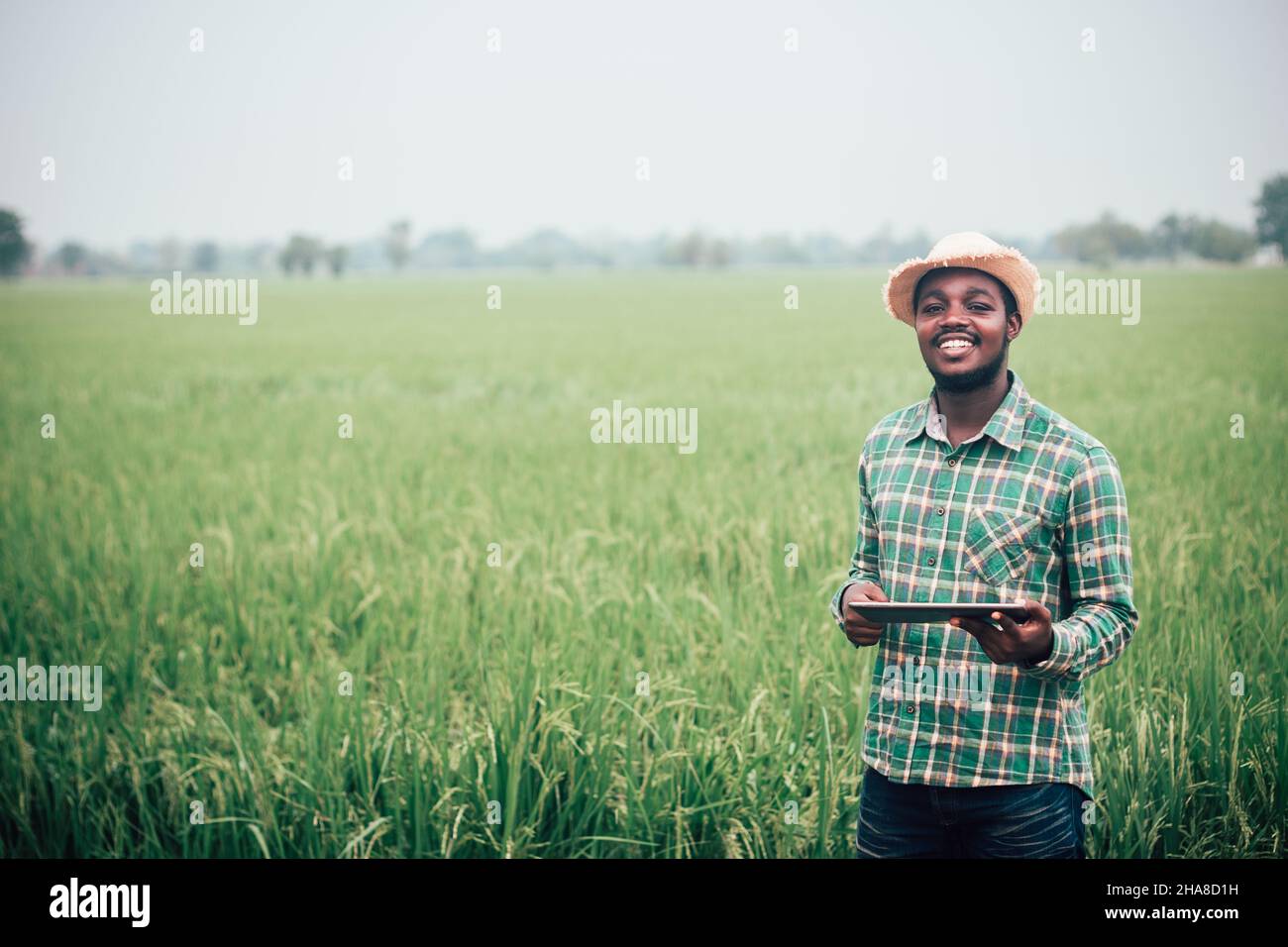 African farmer using tablet for research leaves of rice in organic farm ...