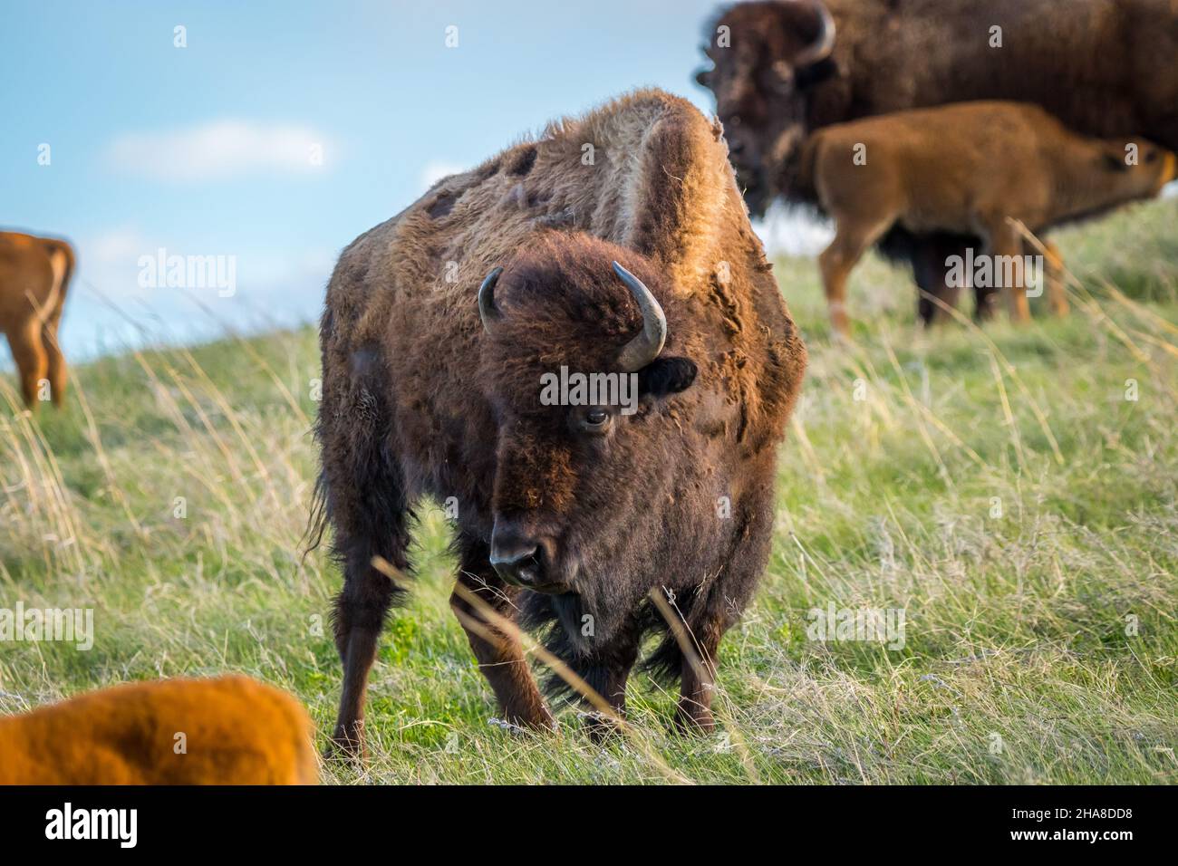 Buffaloes and Red Dogs roaming around in the greenery pasture of the ...