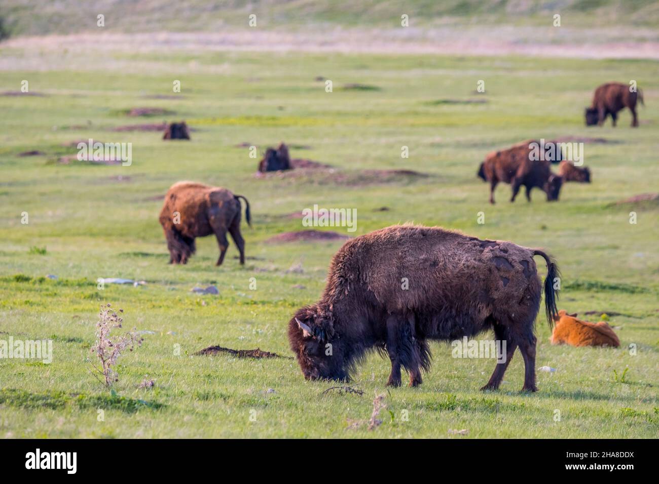 Buffaloes and Red Dogs roaming around in the greenery pasture of the ...