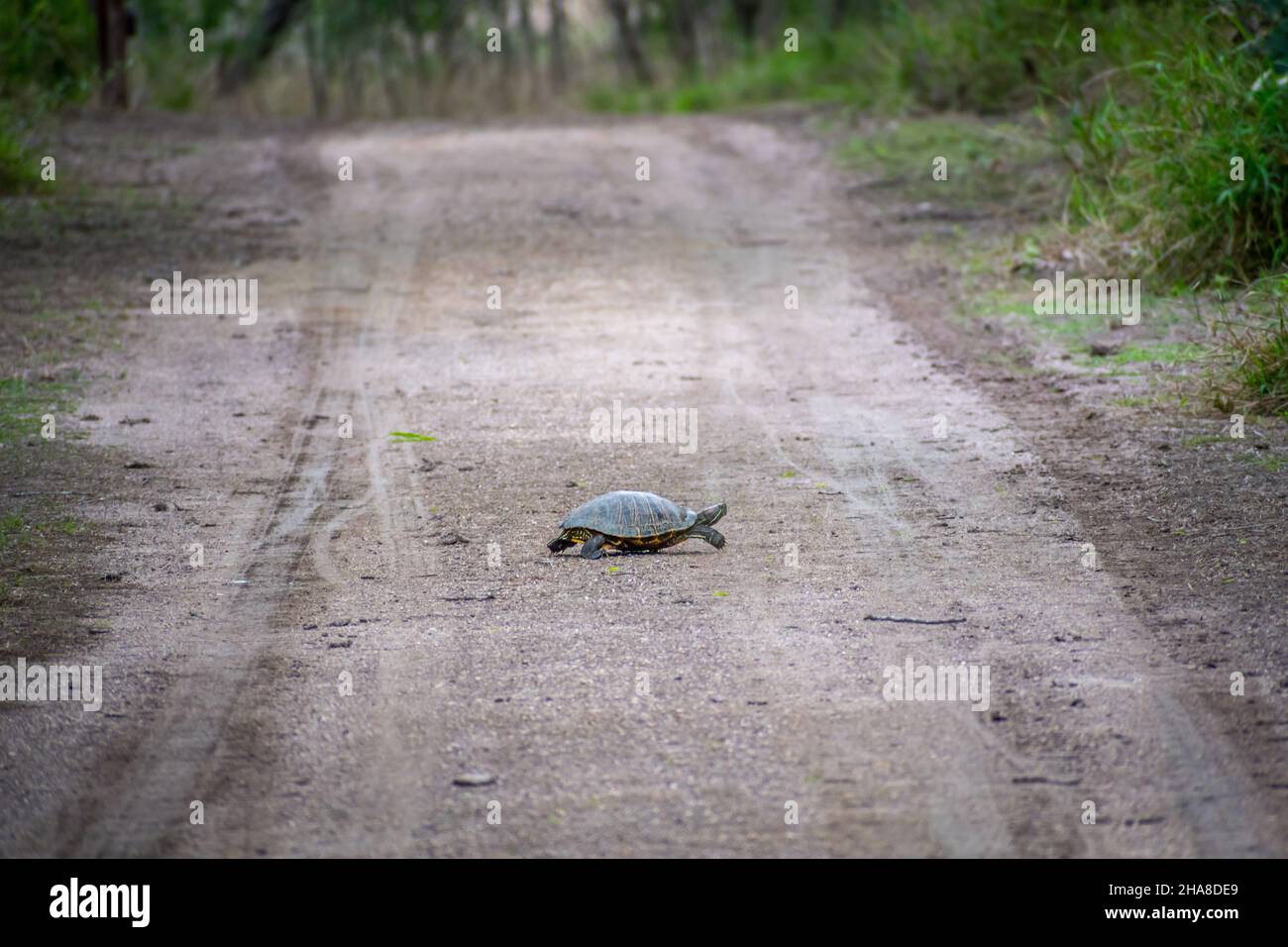 A semi aquatic turtle chilling in the wetlands of the park in Weslaco ...