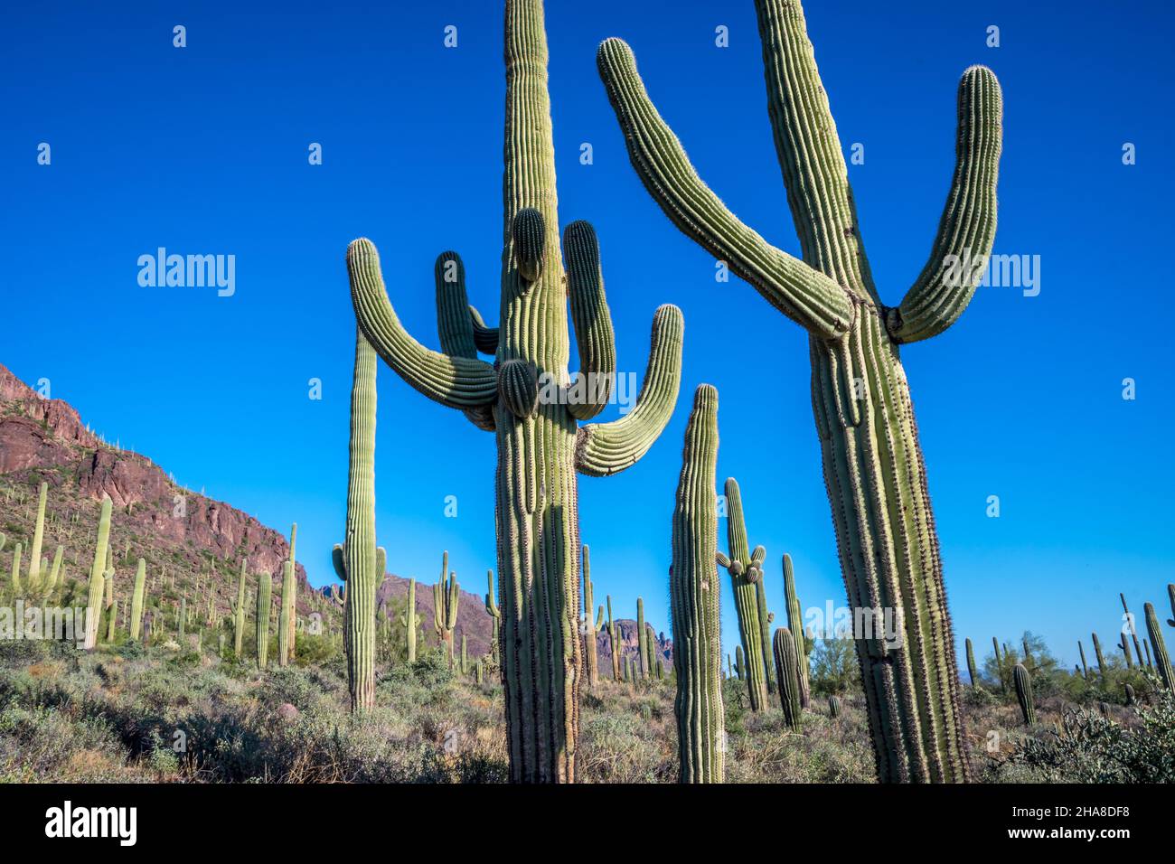 An arborescent cactus species in the desert of Apache Trail Stock Photo ...