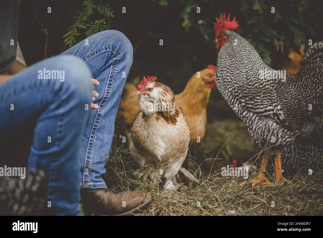 Chickens surrounding girl with cowboy boots on Stock Photo - Alamy
