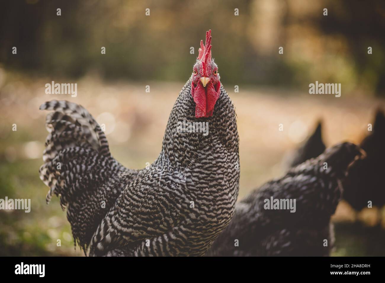 Full body portrait of a Barred Rock Rooster in sunset Stock Photo - Alamy