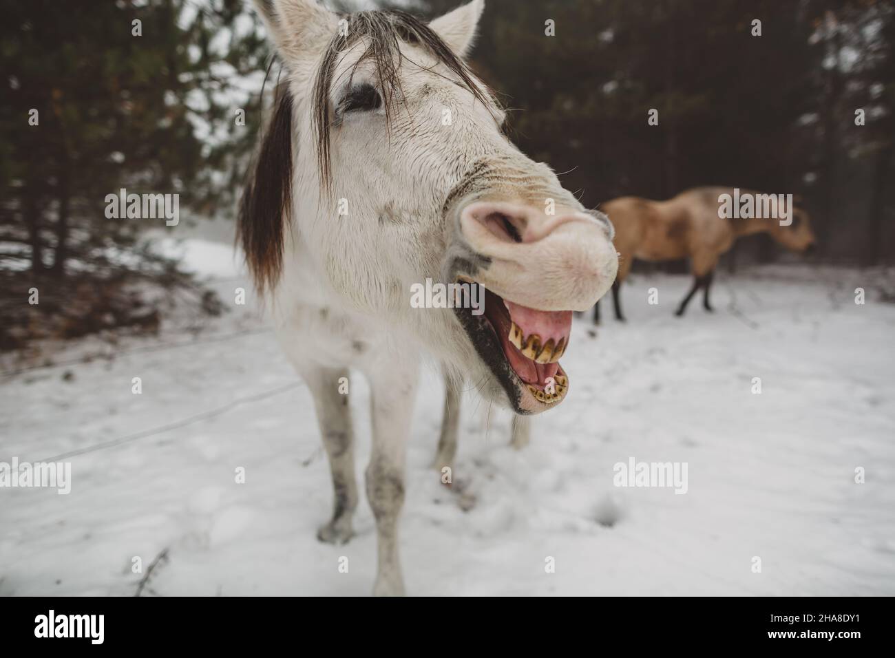Gray quarter horse hi-res stock photography and images - Alamy