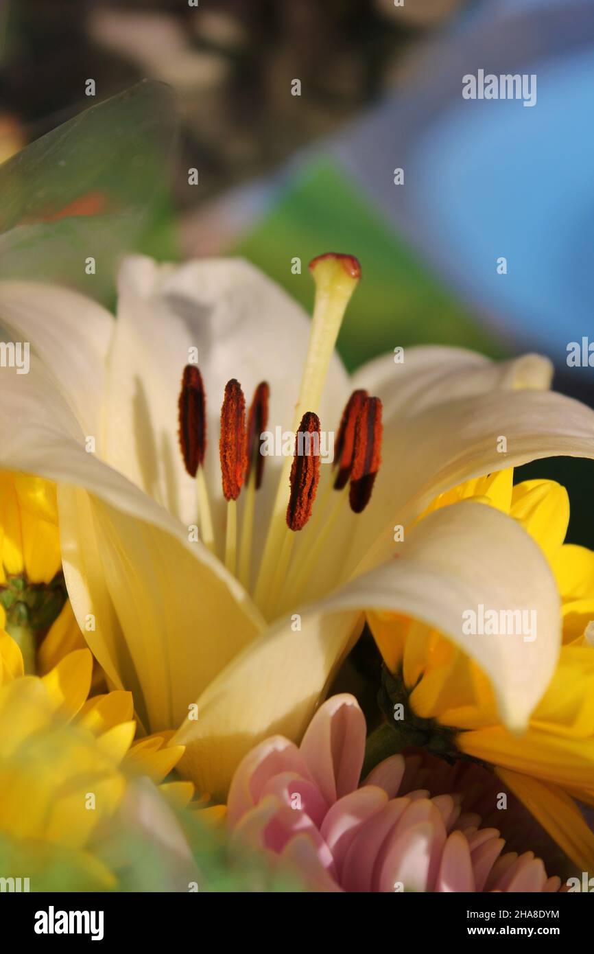 Lily classic joy hi-res stock photography and images - Alamy