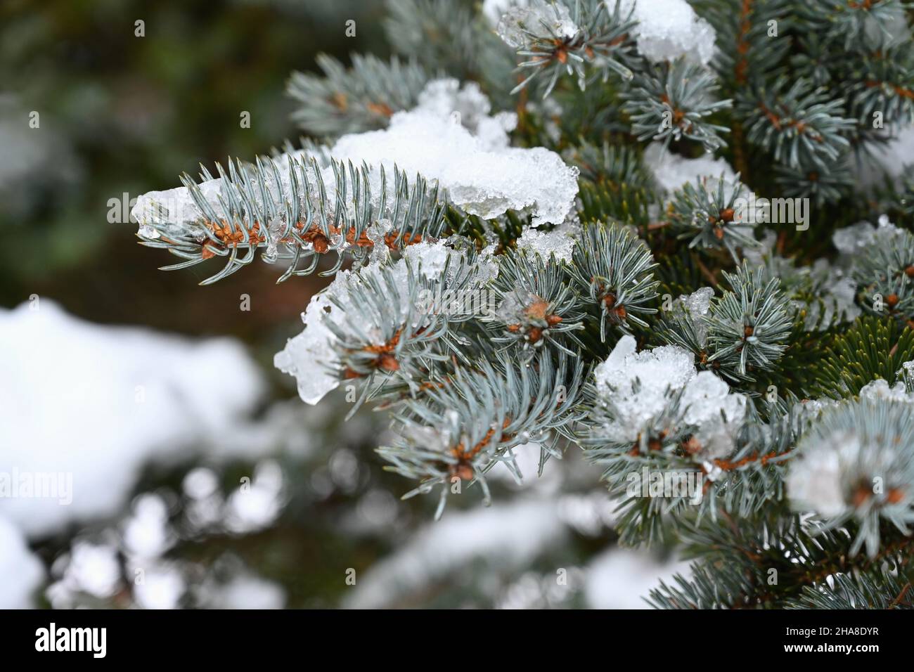 Winter nature colorful background. Snowy twig on a tree Stock Photo - Alamy