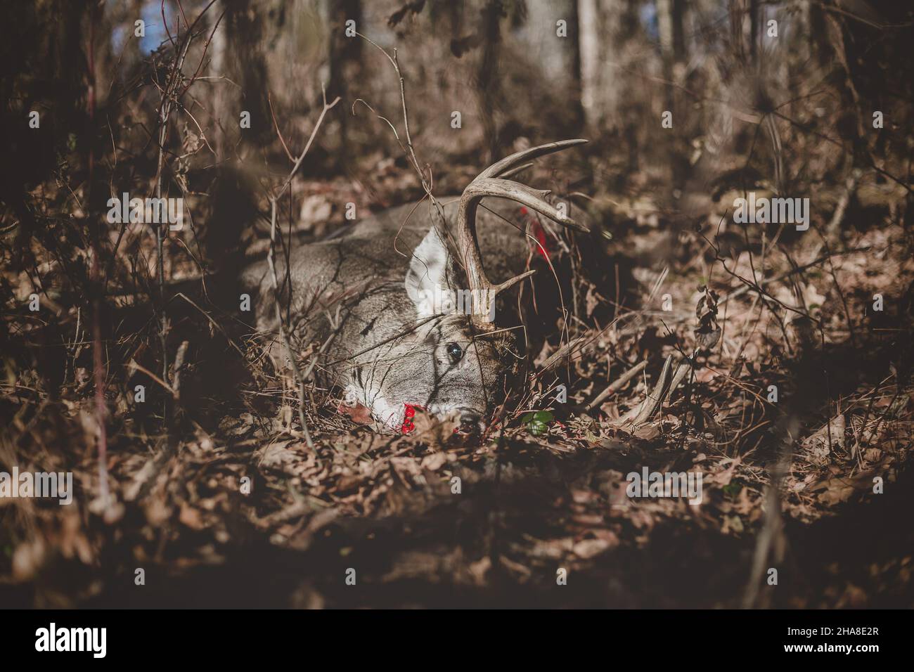 Fresh Dead Deer In Woods