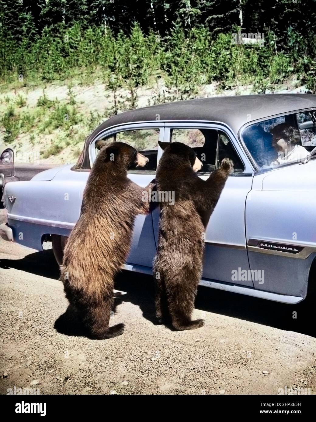 1950s TWO BLACK BEARS Ursus americanus STANDING LOOKING IN WINDOWS OF ...